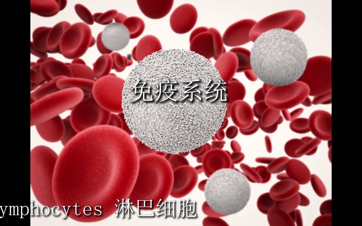免疫系统 淋巴细胞 B细胞 抗原 抗体