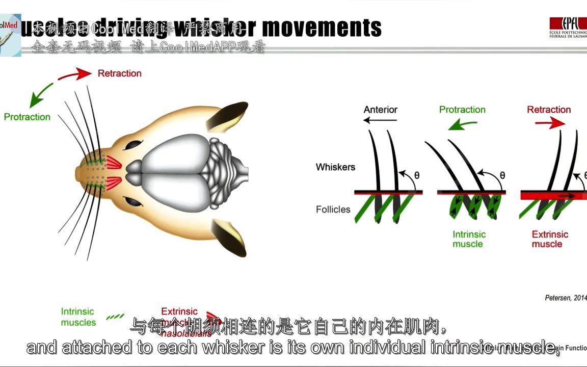 【脑功能的细胞机制】|7.1 感觉运动相互作用