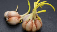 发芽大蒜用水泡一泡,用途真厉害,我也是刚知道这诀窍,学会真棒
