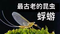 昆虫总动员历险记 少儿科普 第2集 古老的昆虫 蜉蝣