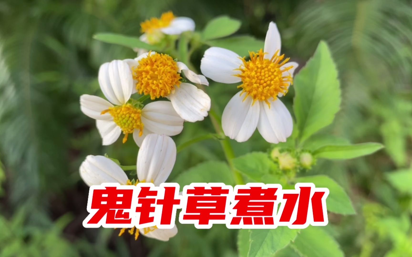 鬼针草煮水作用厉害了,原来价值那么高,还是“毒蛇克星”