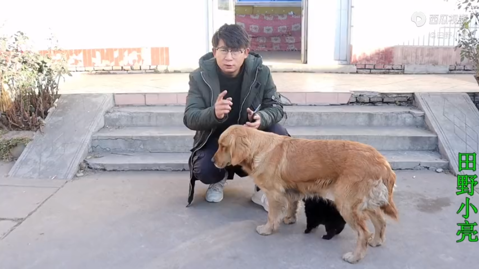 田野小亮之小亮今天将边牧与金毛生的小狗狗金边送给粉丝朋友,可能...
