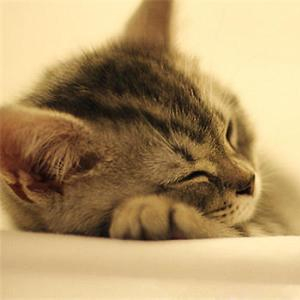 多可少怪猫 