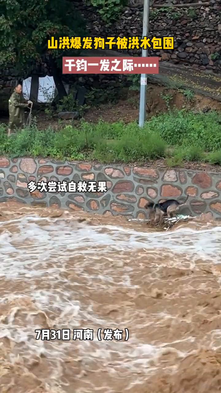 山洪爆发狗子被洪水包围,千钧一发之际…视频