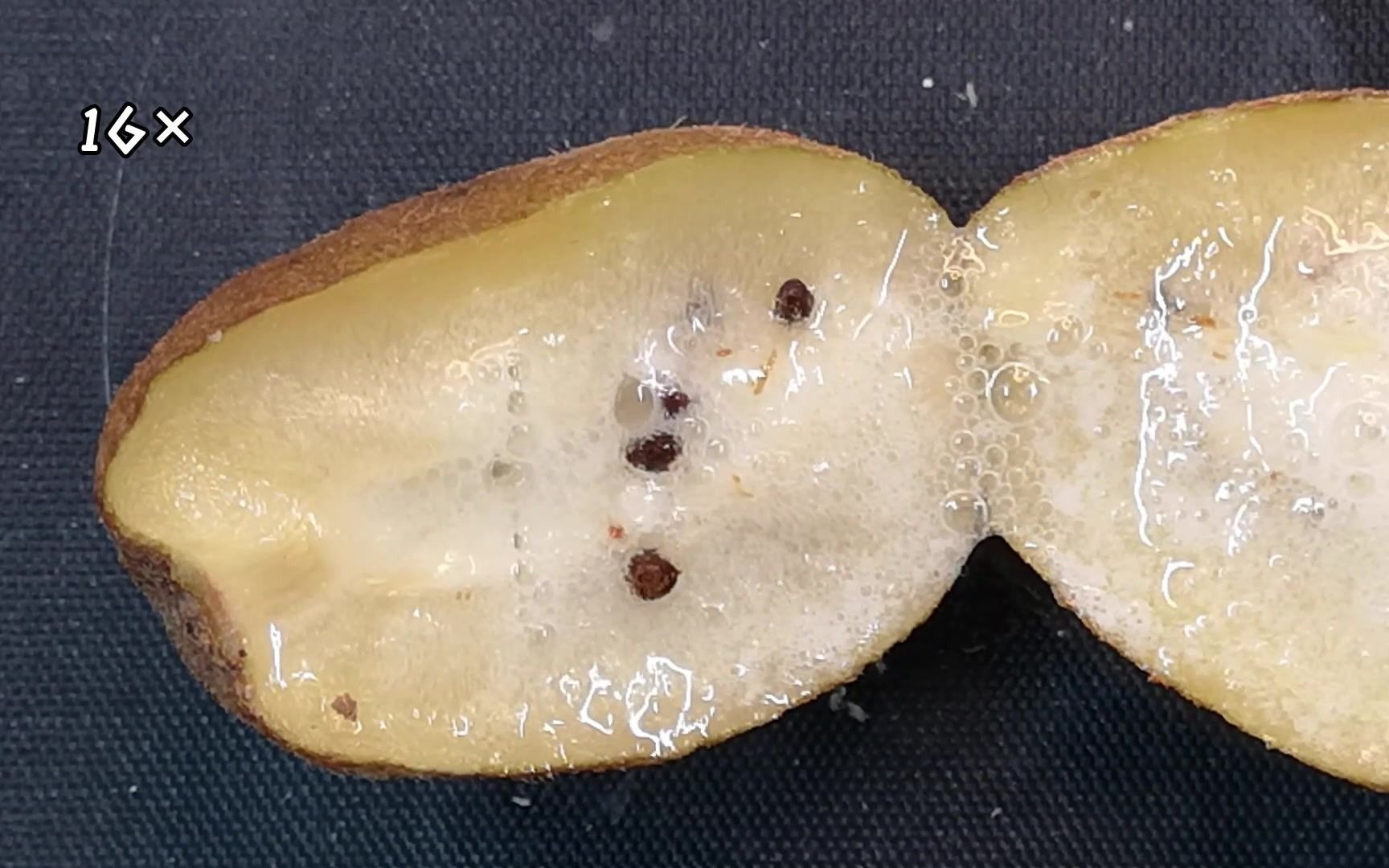 凄美之地,破损组织遇上3%过氧化氢溶液