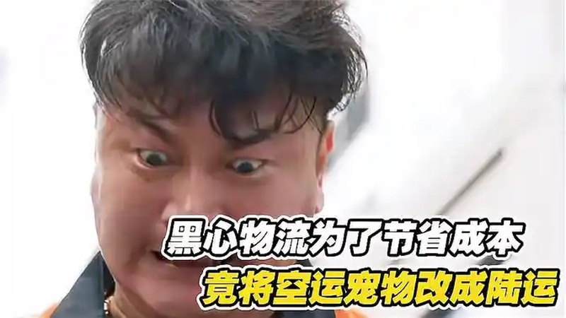 顾客空运宠物,快递员竟偷偷改成陆运,还用纸箱子装