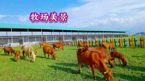 孩子成长的过程一定要让他们参加一次稻田农耕劳动实践