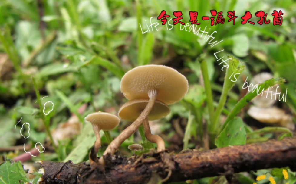认识蘑菇小科普-像漏斗的漏斗大孔菌