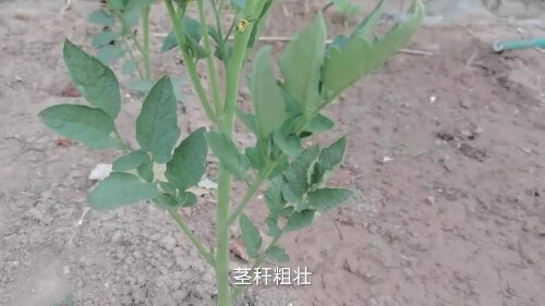 种植晚西红柿苗期给它蹲一蹲,西红柿不徒长旺长,能提前开花结果