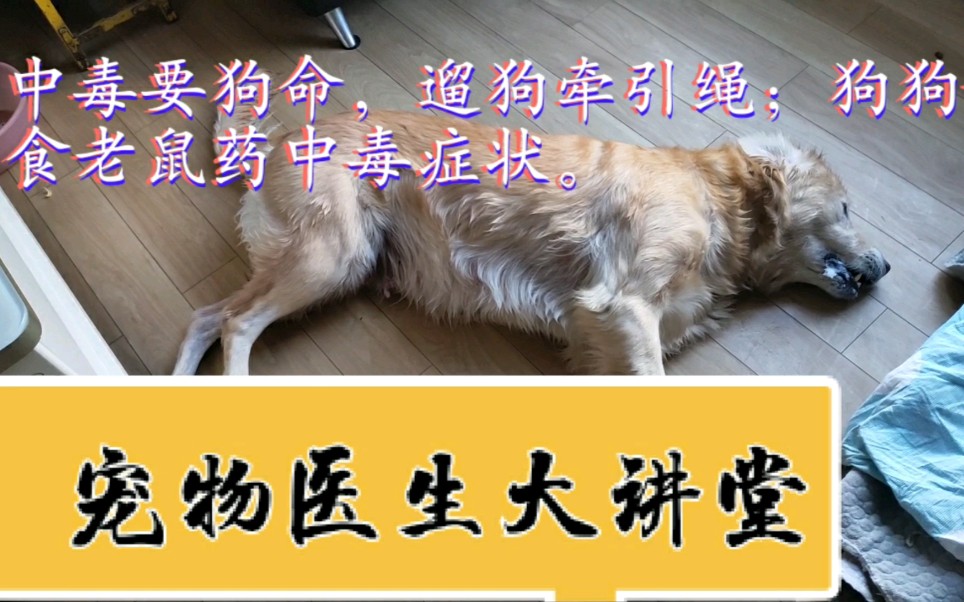 中毒要狗命,遛狗牵引绳;狗狗误食老鼠药中毒症状。