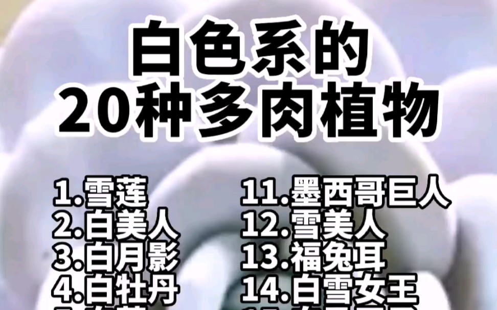 ...#白色的多肉 #白色系的20种多肉植物 :雪莲.白美人.白月影.白牡丹....