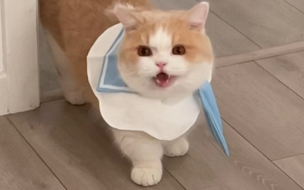 请问有人会翻译猫咪C语言吗?