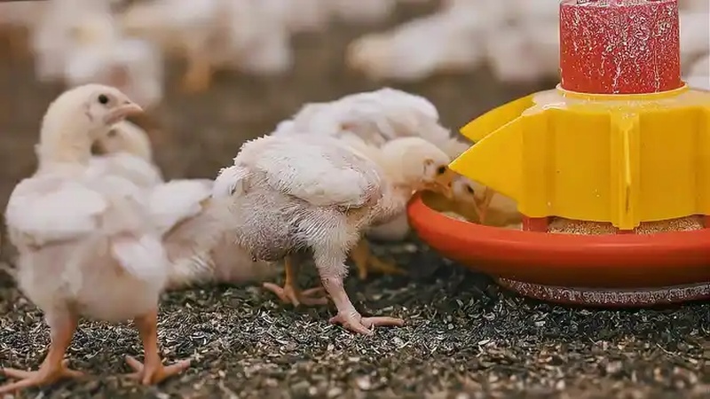 碘伏可以给小鸡消毒吗