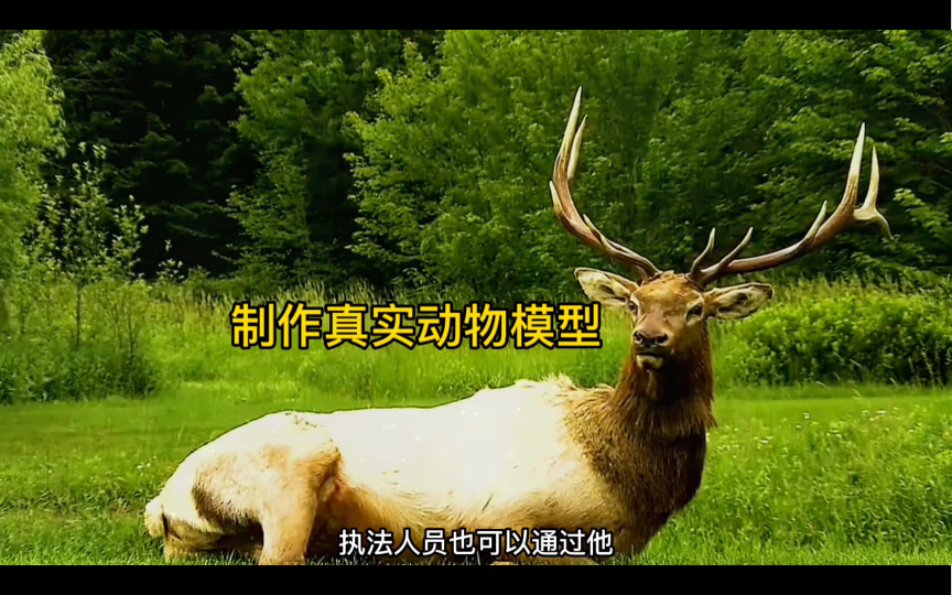 制作动物模型的全过程