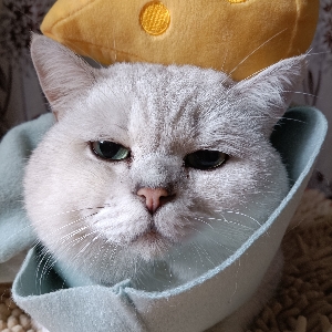Kathiecat 