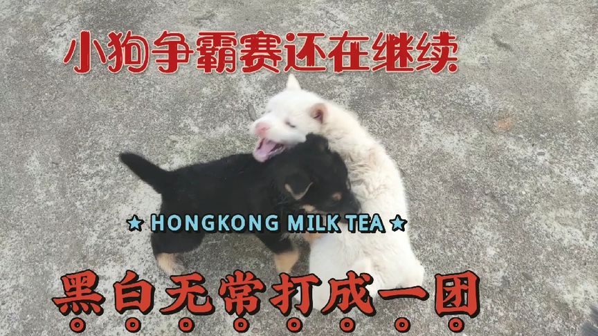 小狗打架真凶,更换选手继续上演争霸战,主人劝架却无能为力