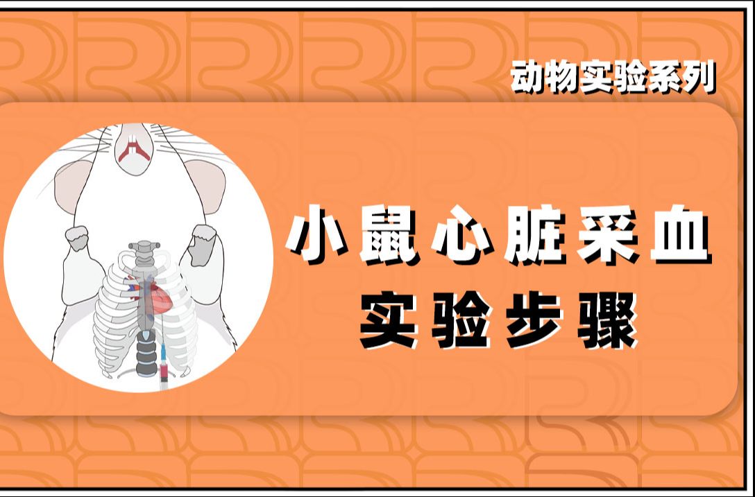 动物实验合集(13):小鼠心脏采血