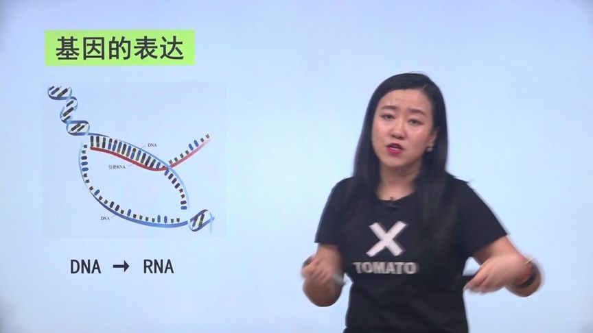 翟思茗-高中生物小知识-转录和翻译