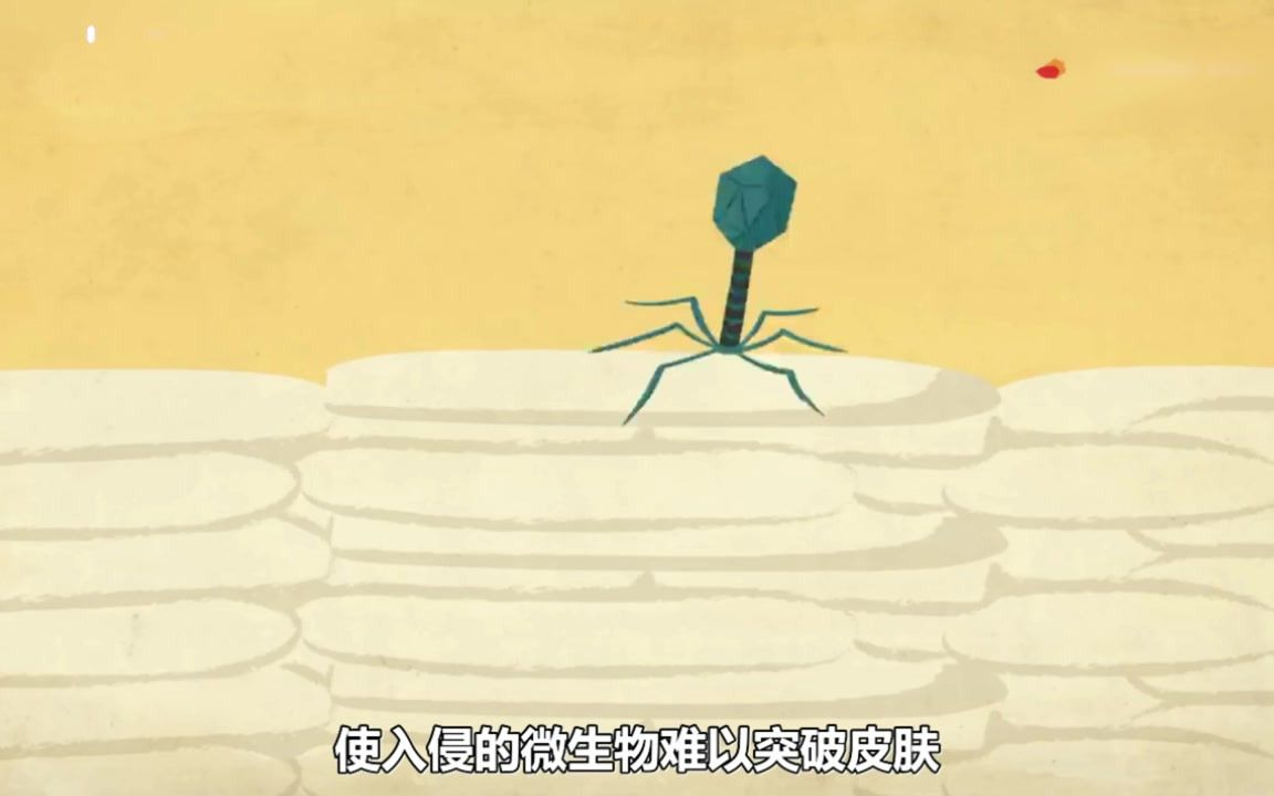 【小常识】关于皮肤的科学~