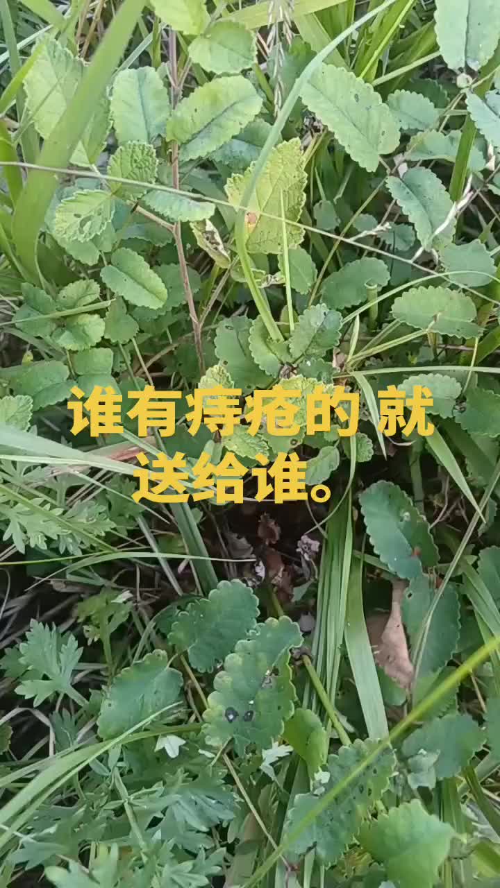 有内外痔疮的大量供应,挖了很多很多。