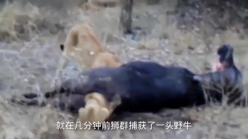 史上最憋屈的sw