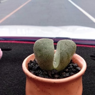 动荡时代的影剧