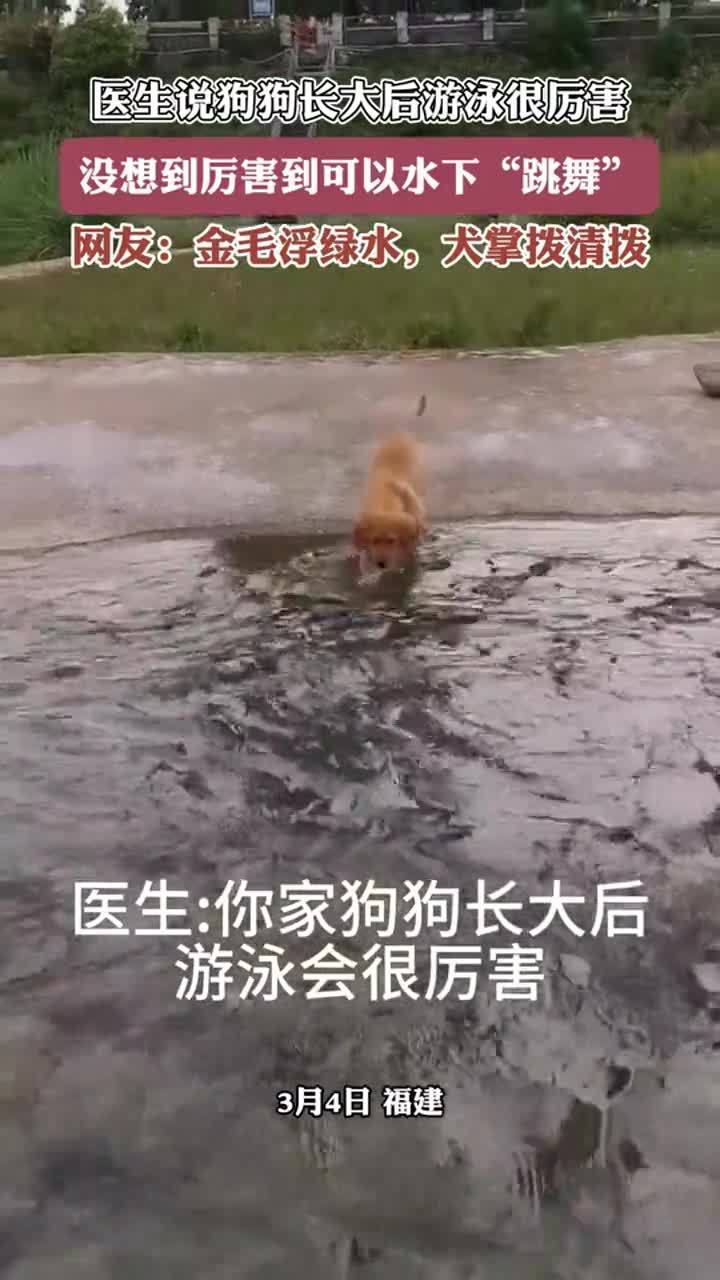 医生称狗狗长大后游泳厉害,竟能水下"跳舞"!