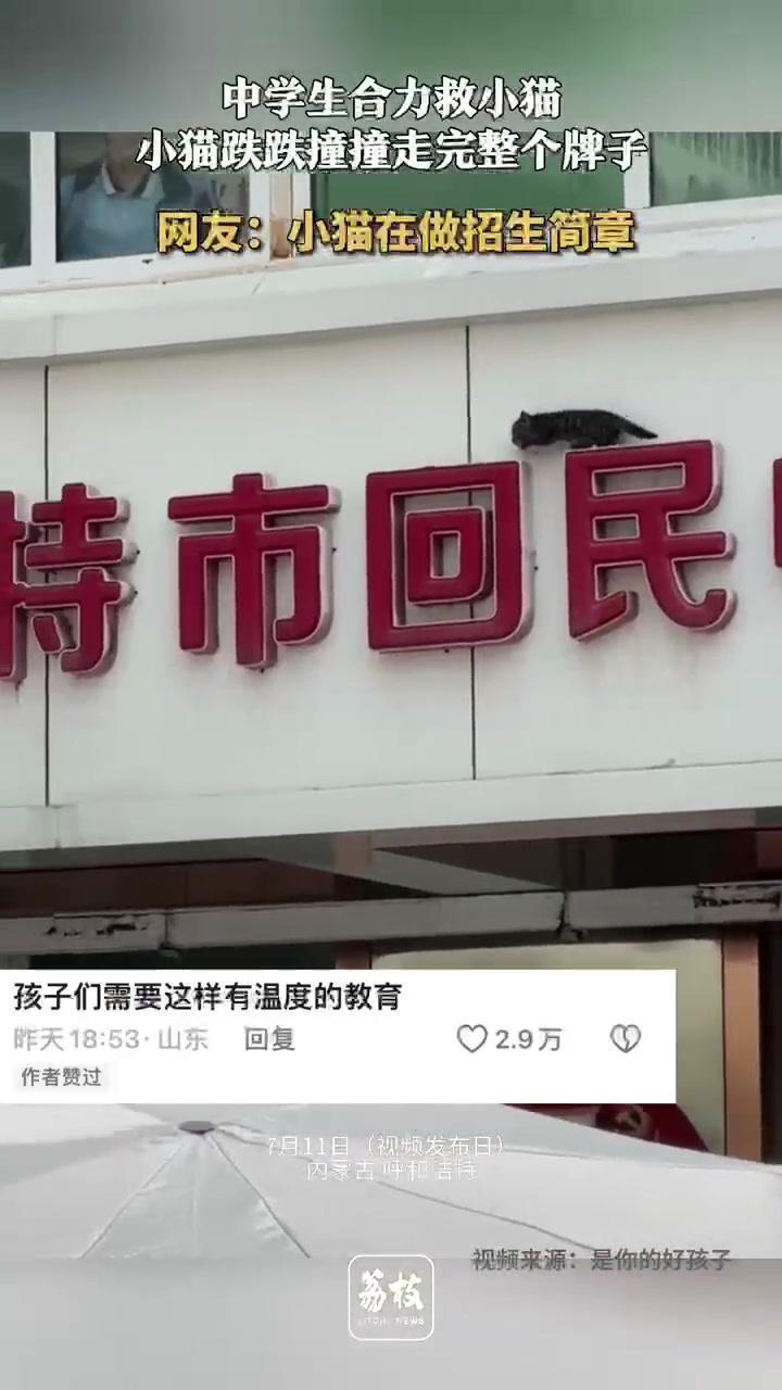 中学生合力救小猫小猫跌跌撞撞走完整个牌子网友:小猫在做招生简章#...