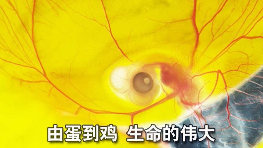 高科技拍摄:一只受精蛋怎么变成一只小鸡!全程高能