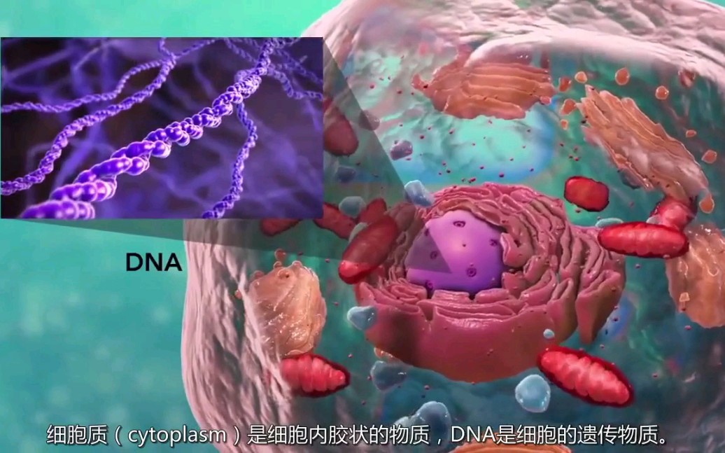 细胞结构简介(高中生物)