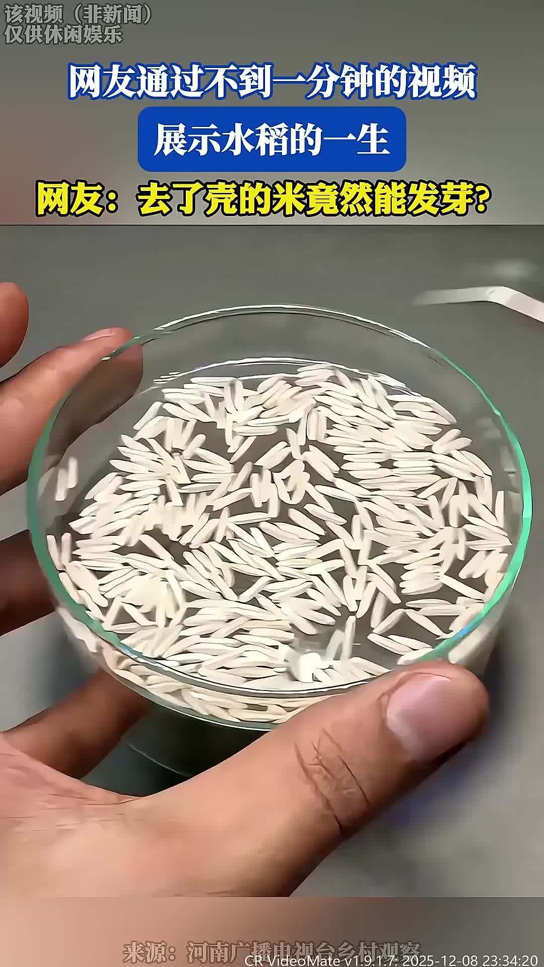 网友通过不到一分钟的视频,展示水稻的一生。