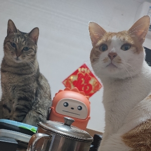 贝姐是只猫 
