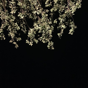 吃与别吃 