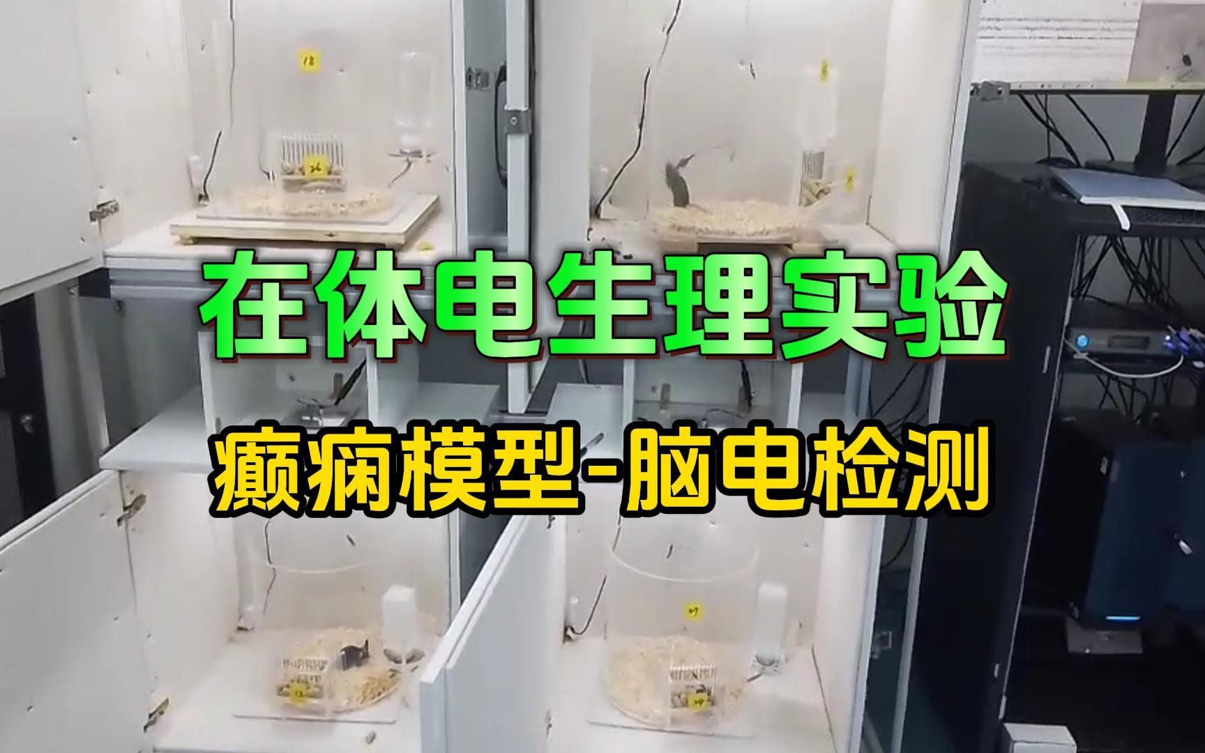 在体电生理实验—癫痫模型鼠的脑电检测