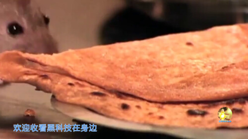 好机智的双保险捕鼠笼,老鼠"中招"有去无回,网友:太厉害