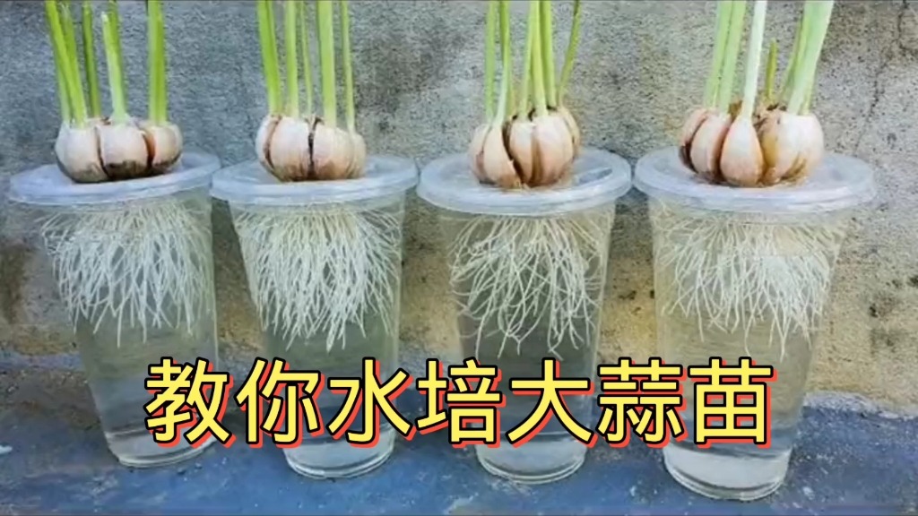教你在家水培大蒜苗