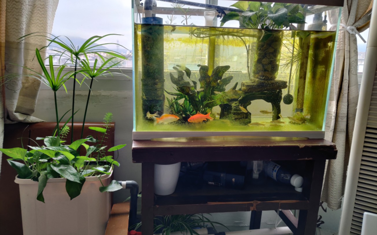 虹吸底滤结合沼泽过滤及生化过滤,打造清澈透亮的生态鱼缸