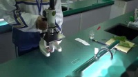实验9:制作叶片临时切片并使用显微镜观察其结构