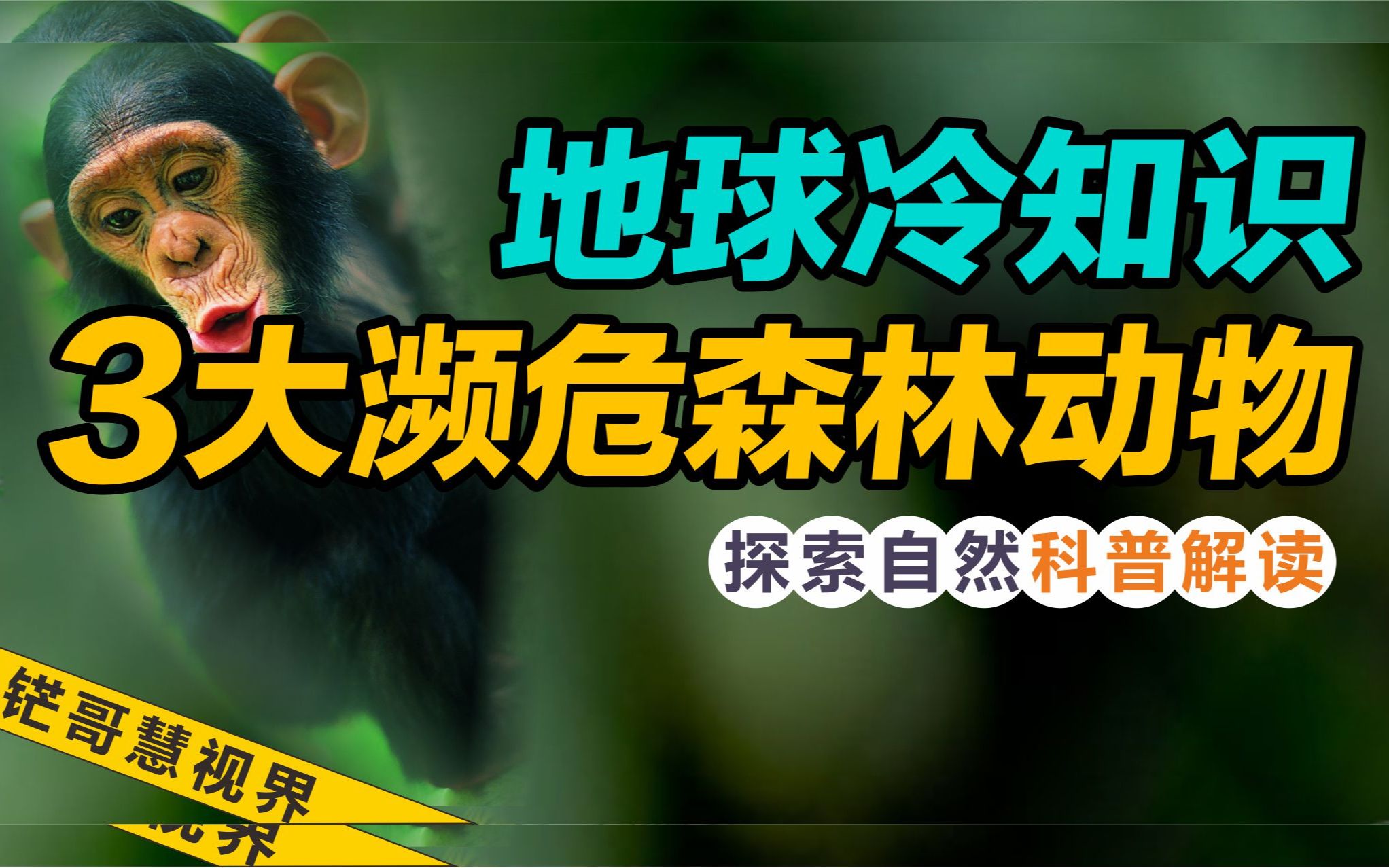 地球冷知识,3大濒危森林动物。森林无度砍伐,它们已经家园荒芜
