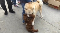 狗市两只狗狗咬起来了,泰迪差点被活活咬死!