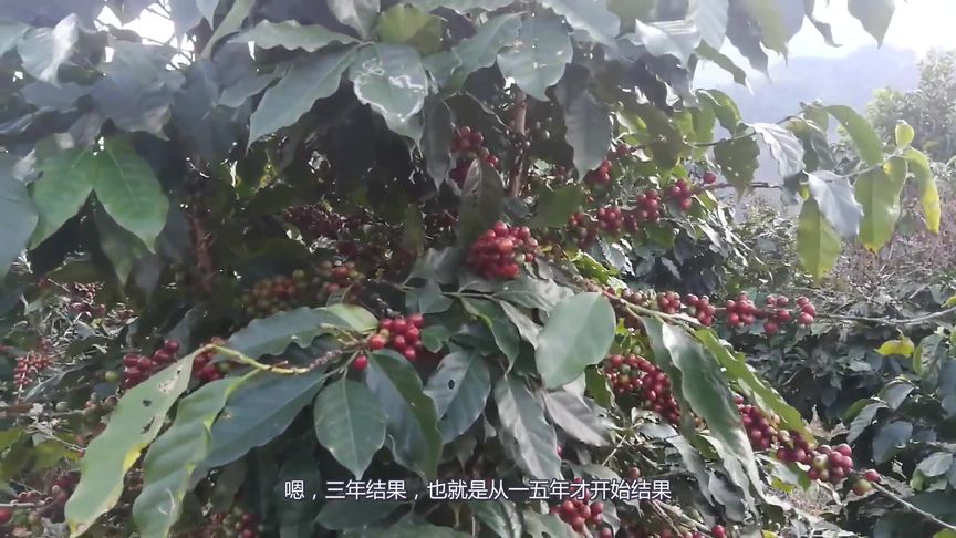 长了七八年的咖啡树结满了咖啡豆,村民却将其砍掉,这是为什么呢