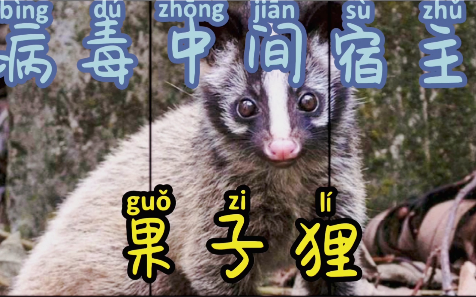 y1带你2分钟了解果子狸