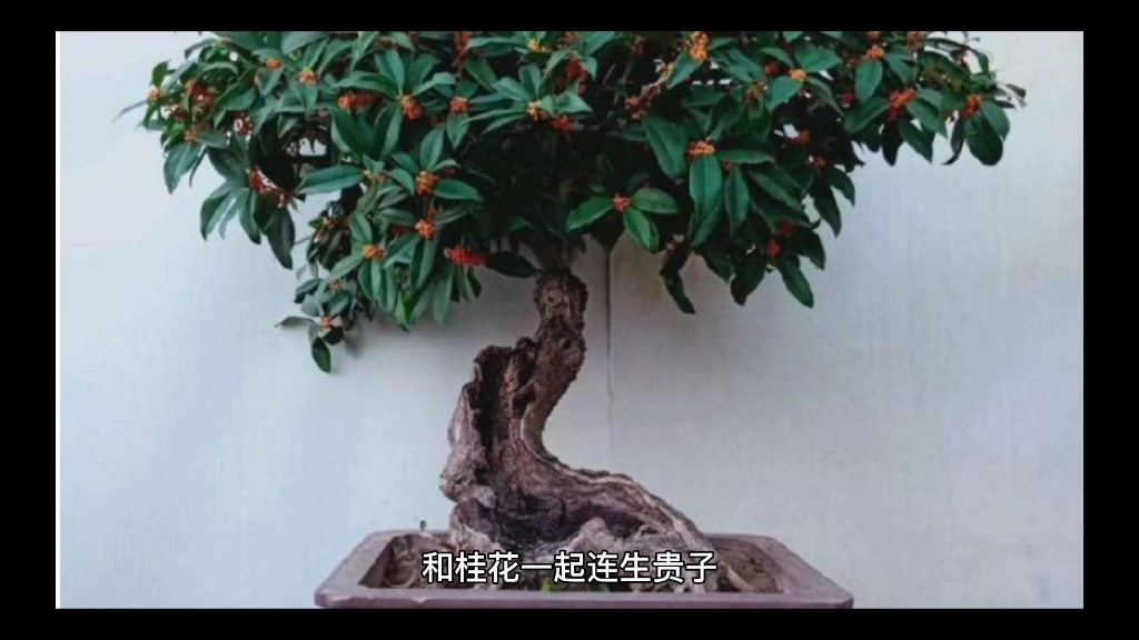 每日专业知识分享之翡翠图案寓意话术