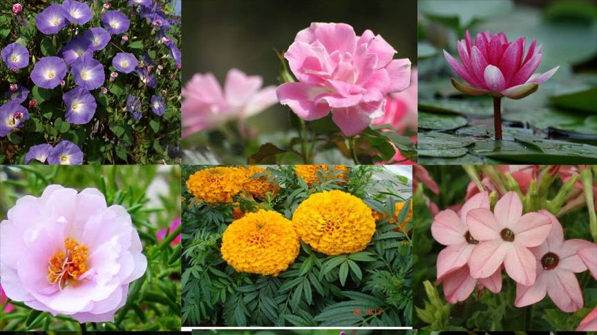 停课不停学:陈老师三年级网课《花钟》第二课时,分享给同学们