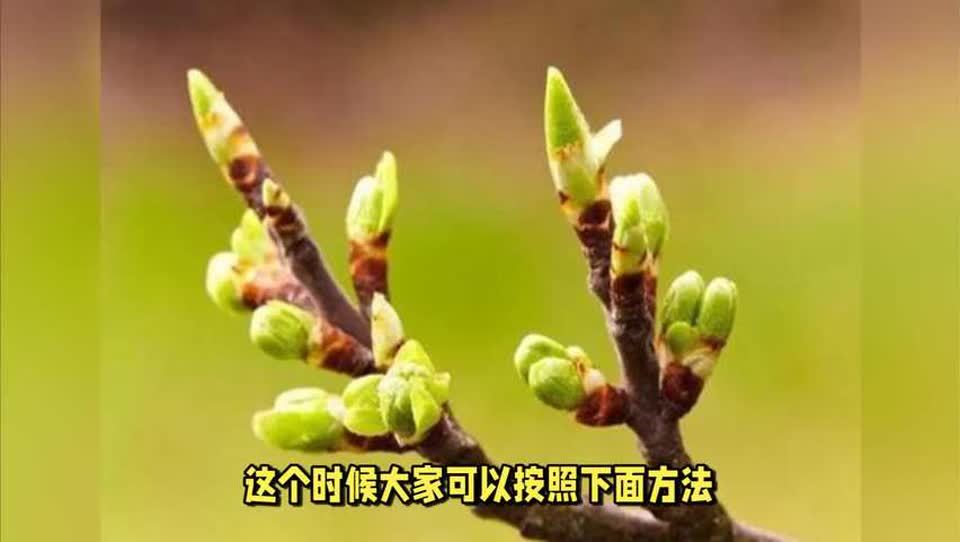 开春后怎么管理有助于植物多开花结果好?