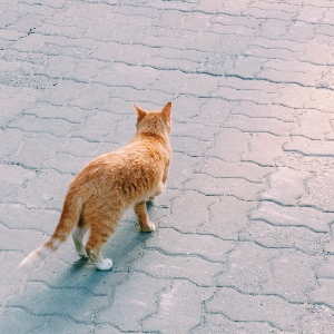 颗诶歪Ky 