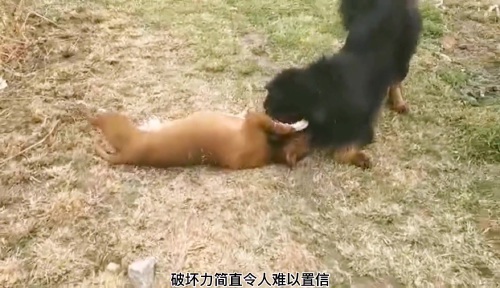 藏獒大战比特犬
