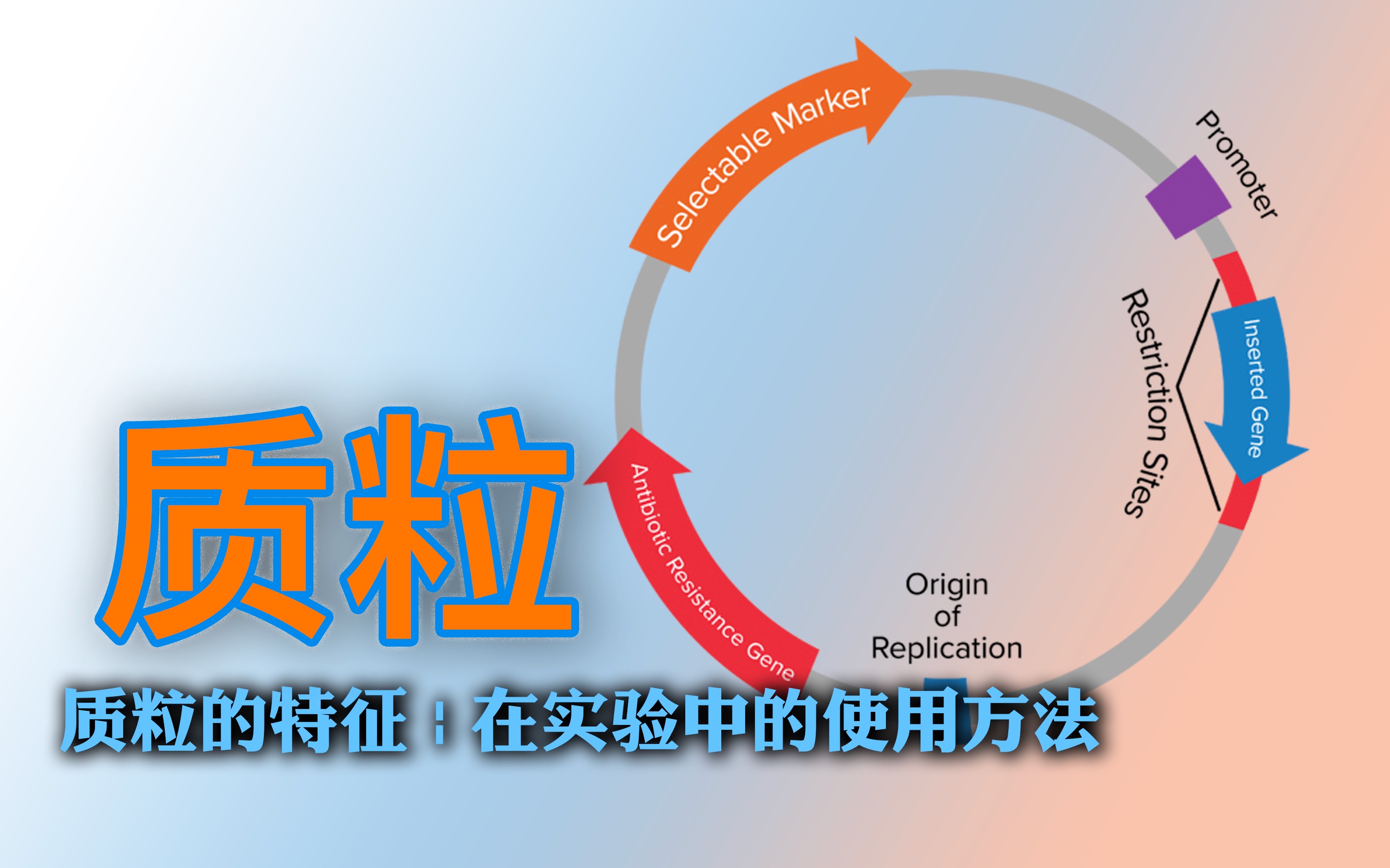 什么是质粒?质粒的特征:在实验中的使用方法