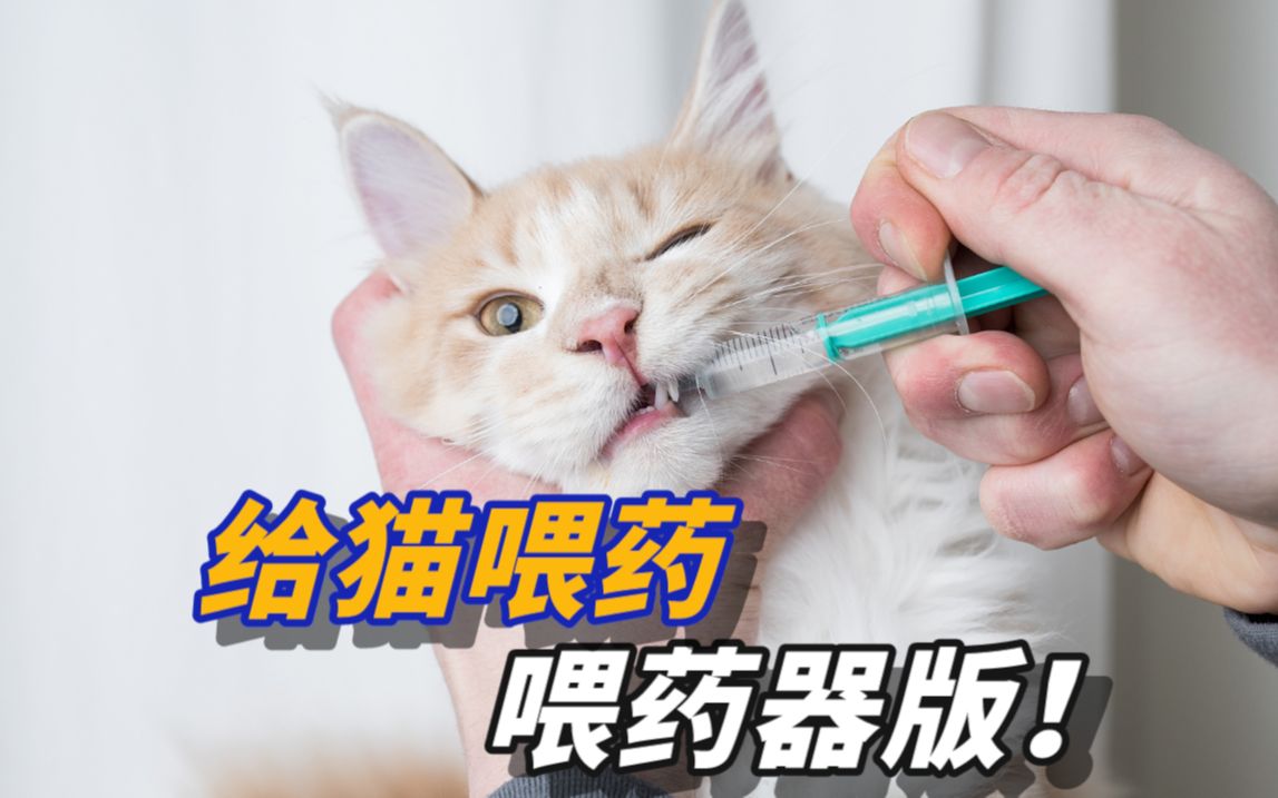 手把手教你,如何用“喂药器”给猫喂药!
