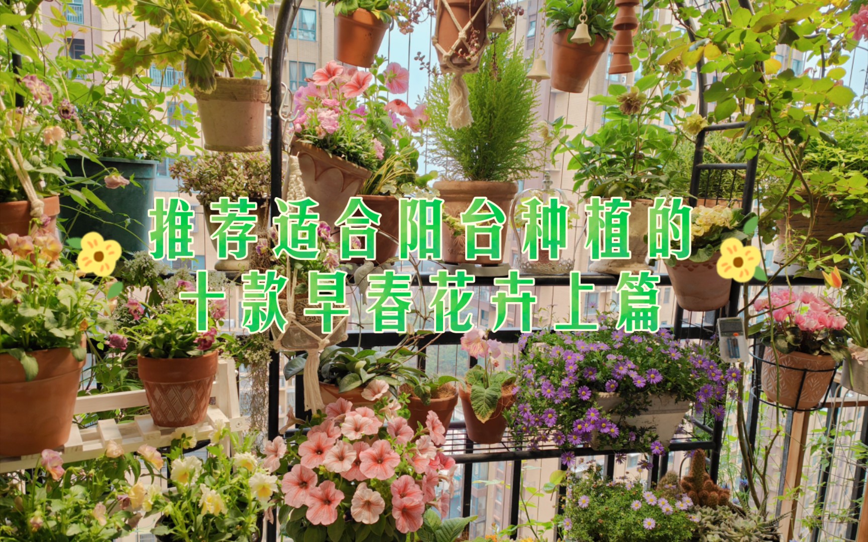 推荐适合阳台种植的十款早春花卉上篇